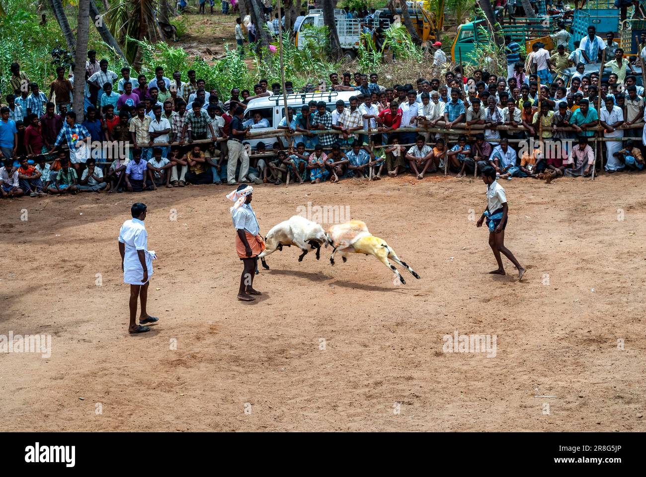 Kidaai Muttu Goat fighting near Madurai, Tamil Nadu, South India, India ...