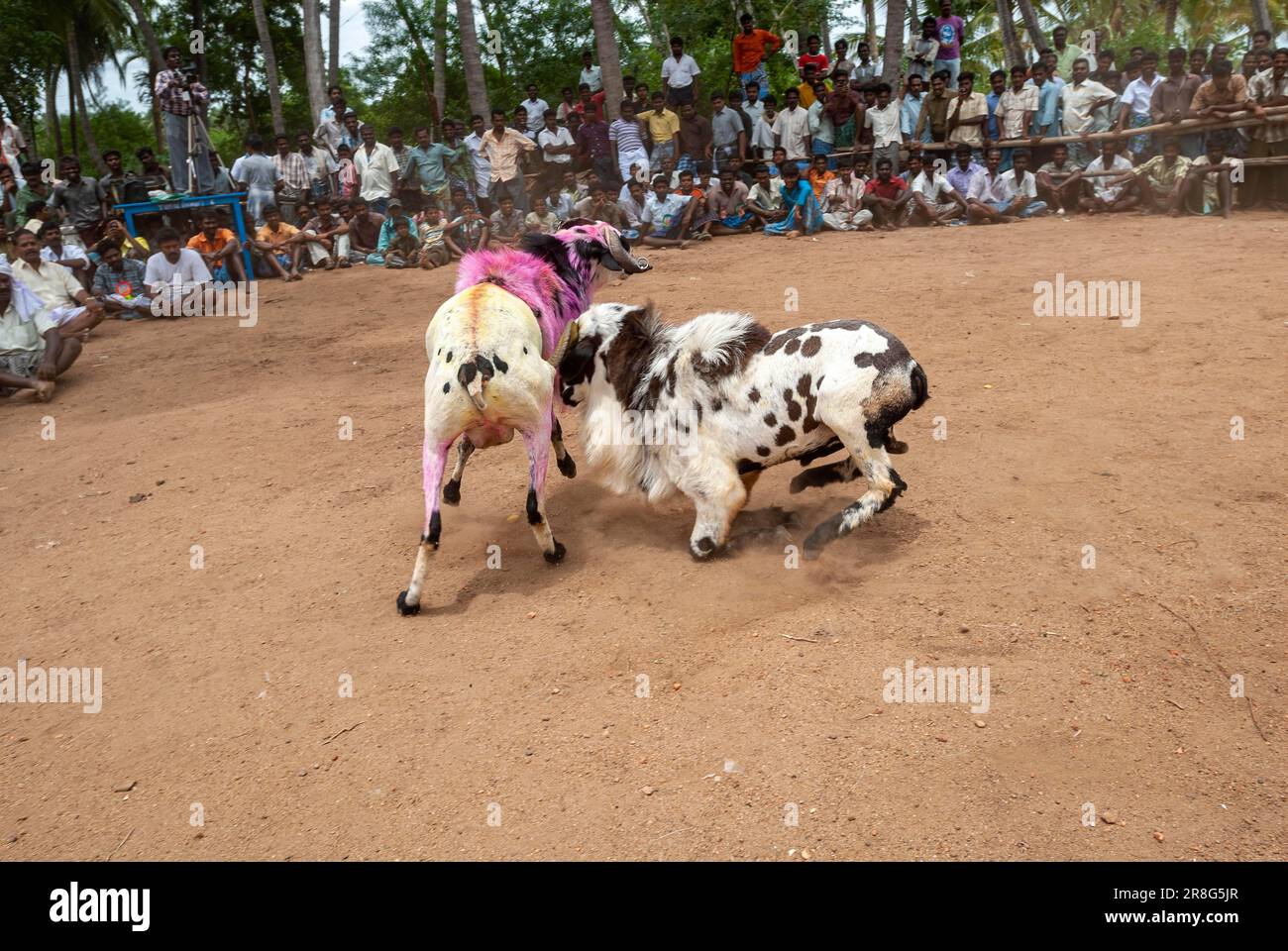 Kidaai Muttu Goat fighting near Madurai, Tamil Nadu, South India, India ...