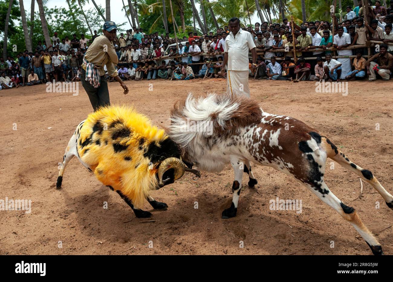 Kidaai Muttu Goat fighting near Madurai, Tamil Nadu, South India, India ...