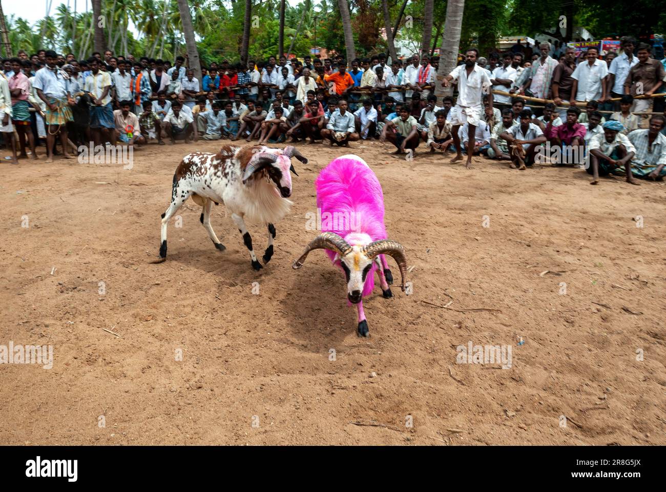 A Goat charging another goat in fighting near Madurai, Tamil Nadu ...
