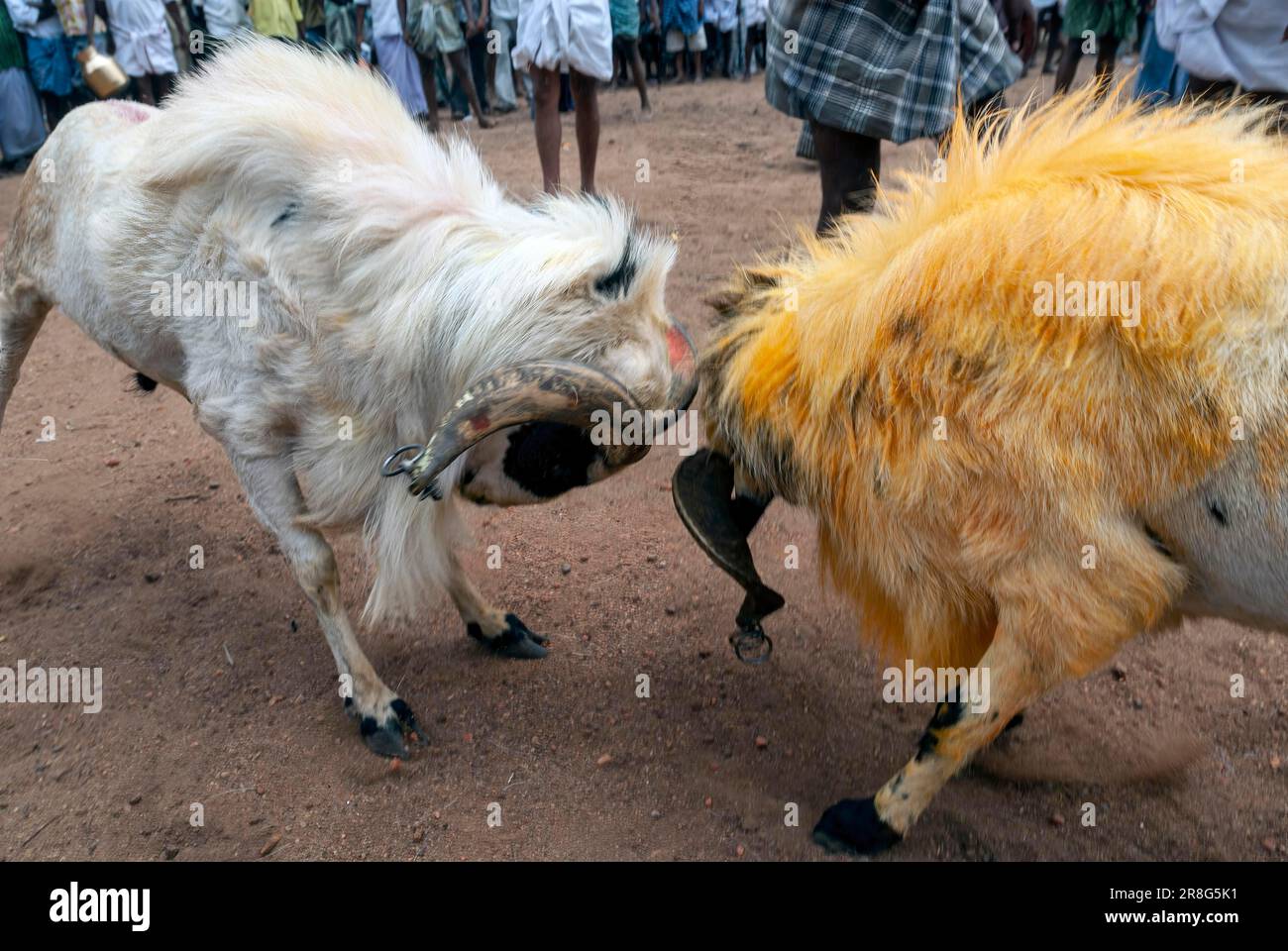 Kidaai Muttu Goat fighting near Madurai, Tamil Nadu, South India, India ...