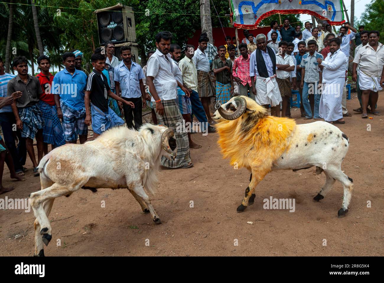 Kidaai Muttu Goat fighting near Madurai, Tamil Nadu, South India, India ...