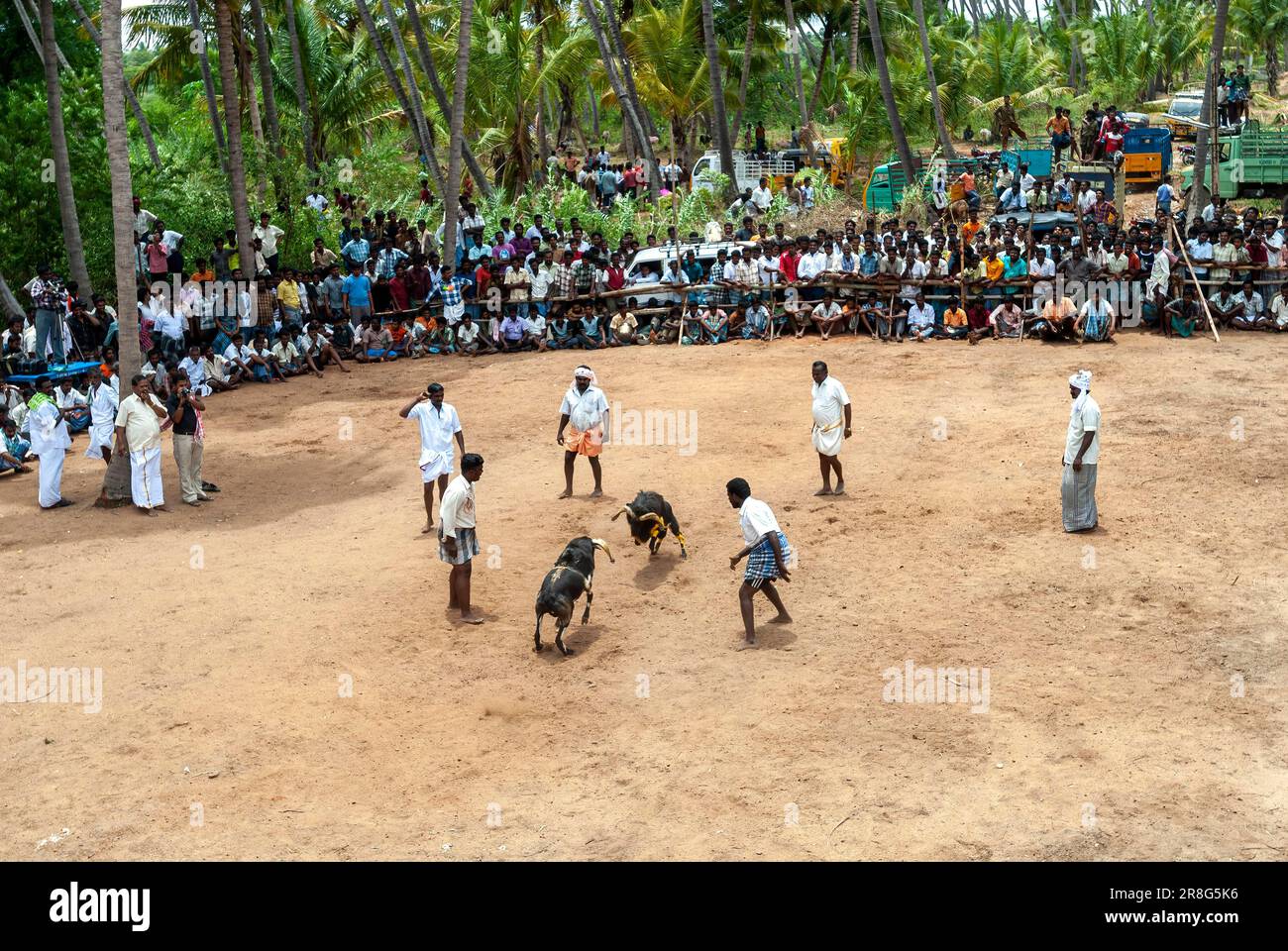 Audience watching Goat fighting game, Madurai, Tamil Nadu, South India ...