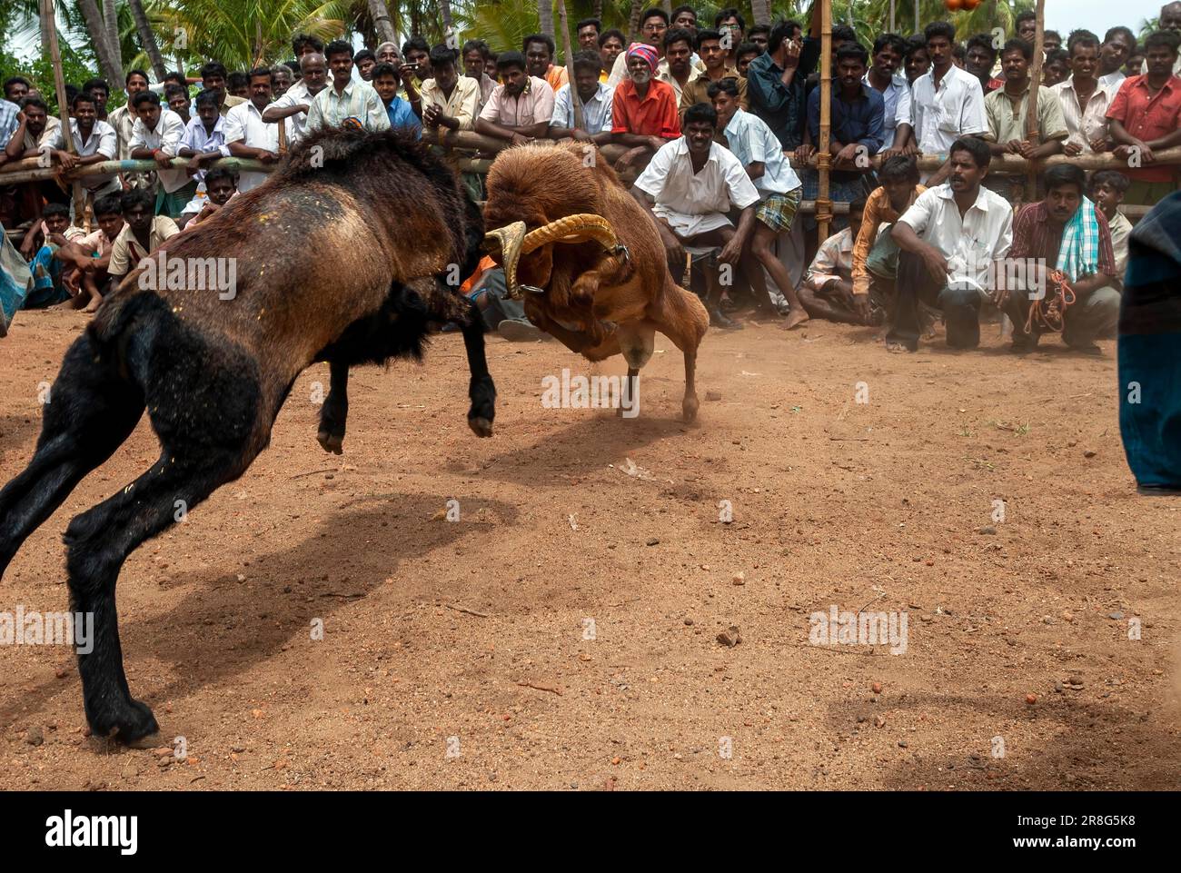 Kidaai Muttu Goat fighting near Madurai, Tamil Nadu, South India, India ...
