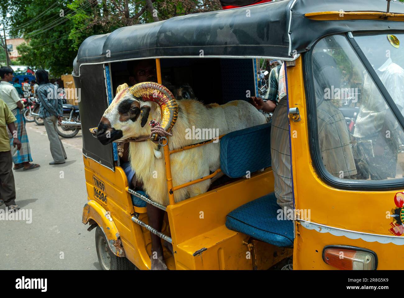 Fighting goat in rickshaw, Madurai, Tamil Nadu, South India, India ...