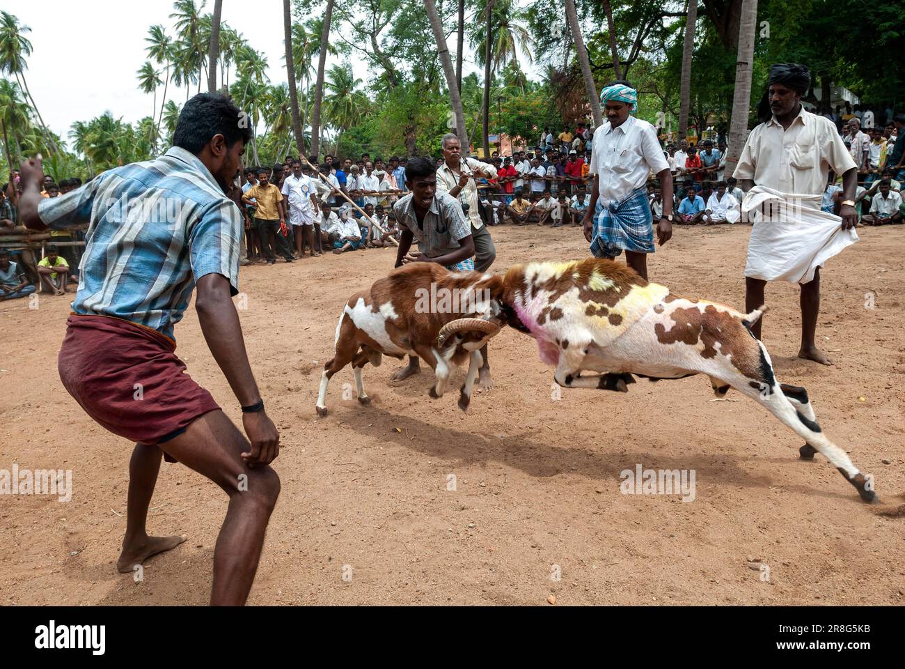 Kidaai Muttu Goat fighting near Madurai, Tamil Nadu, South India, India ...