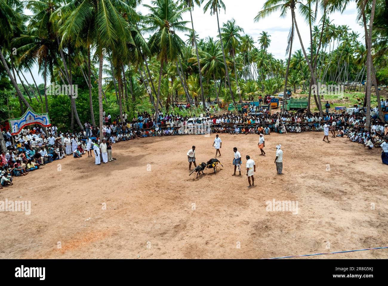 Audience watching Goat fighting game, Madurai, Tamil Nadu, South India ...