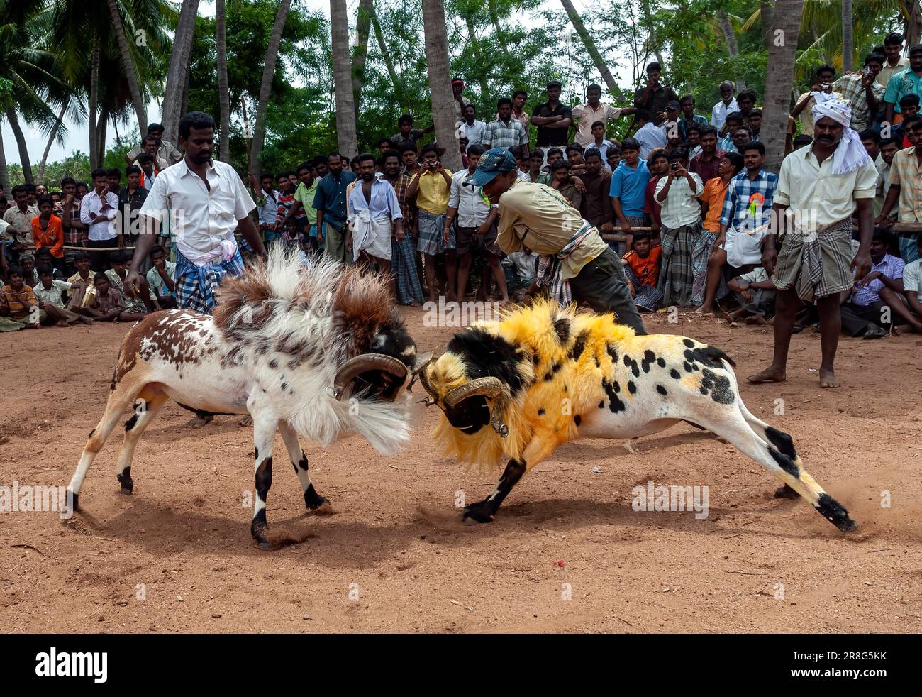 Fighting goat kidaai muttu madurai hi-res stock photography and images ...