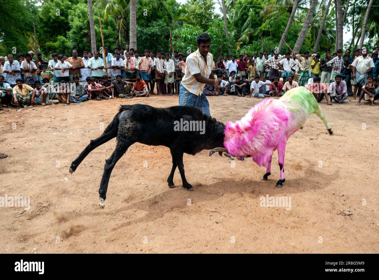 Kidaai Muttu Goat fighting near Madurai, Tamil Nadu, South India, India ...