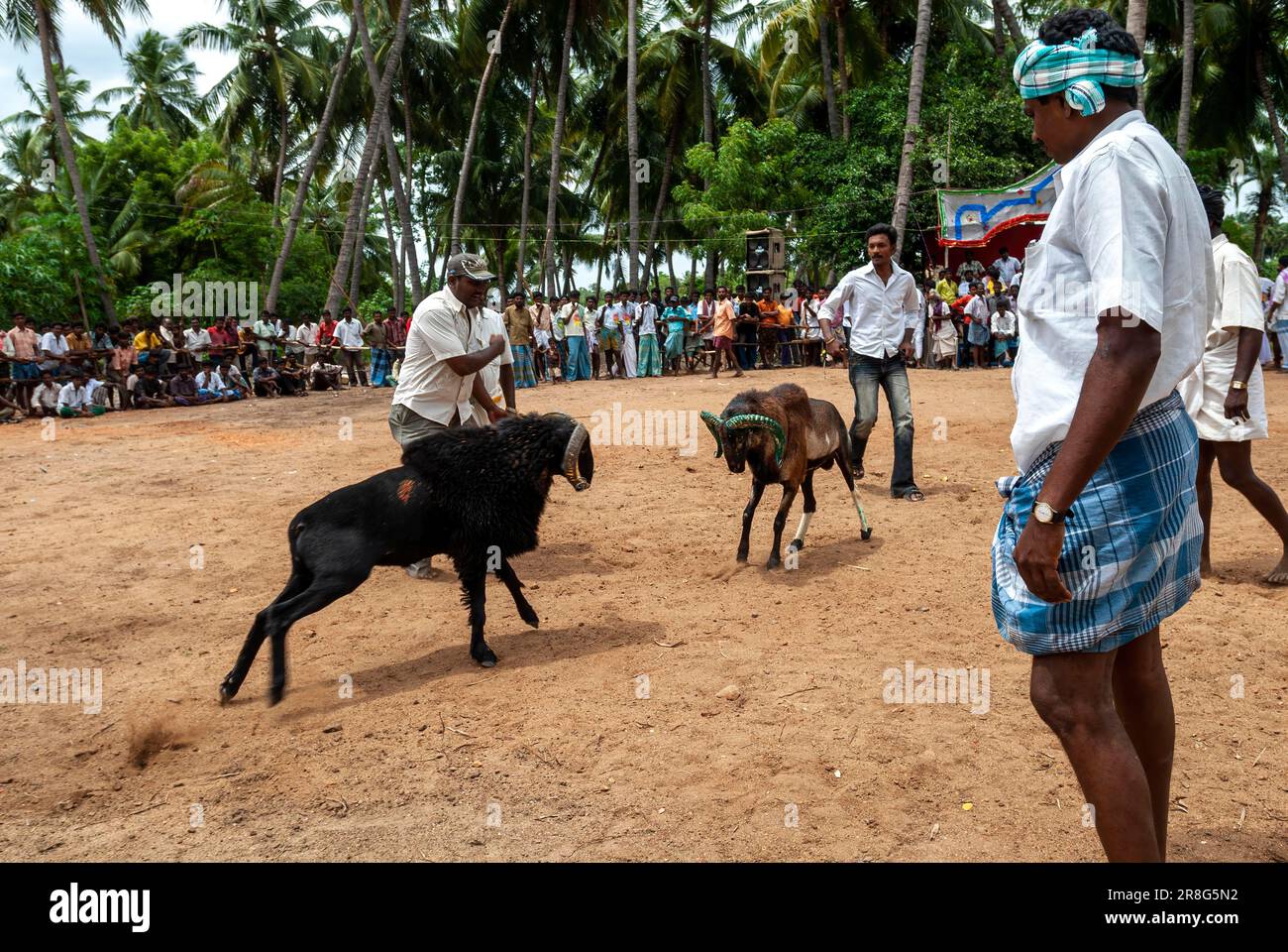 Kidaai Muttu Goat fighting near Madurai, Tamil Nadu, South India, India ...