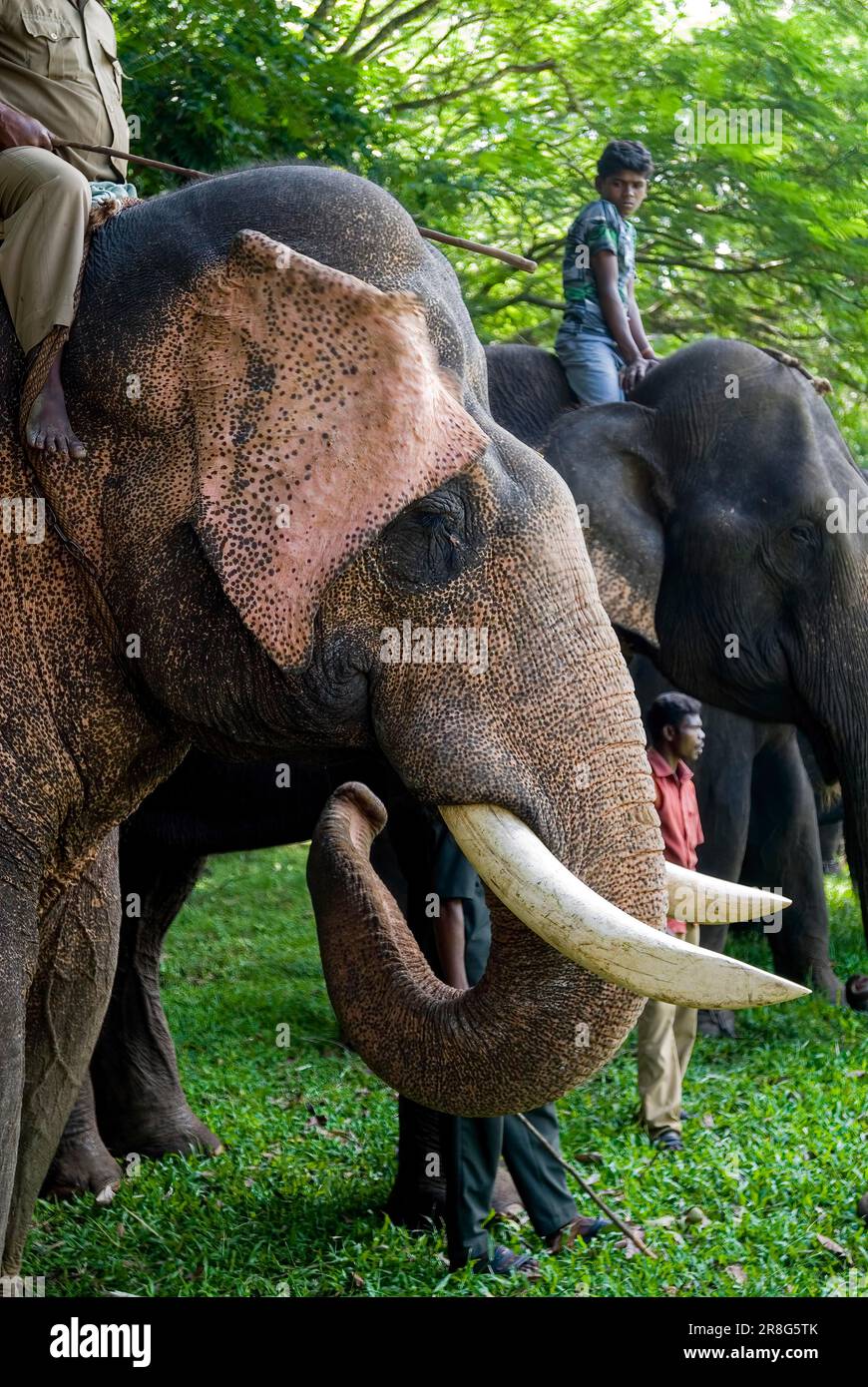 Varagaliyar camp Elephants, the Elephant's day celebration as part of ...