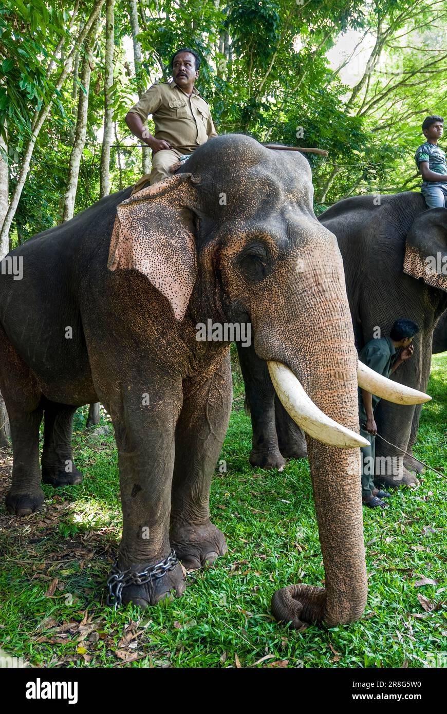 Varagaliyar camp Elephants, the Elephant's day celebration as part of ...