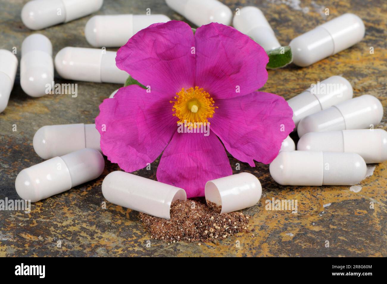 Grey-hair cistus, Cistus capsules (Cistus incanus tauricus), Cistus ...