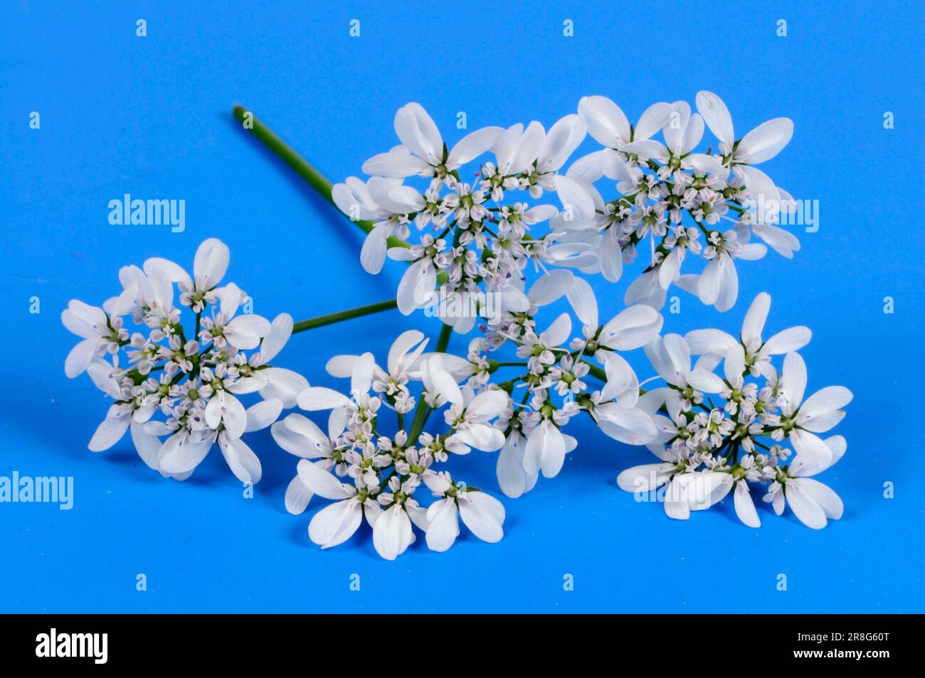 Coriandrum sativum coriander flowers hi-res stock photography and ...