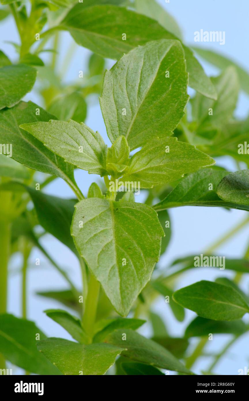 Basil (Ocimum basilicum) 'Balkonstar' (Balcony European Starling Stock ...