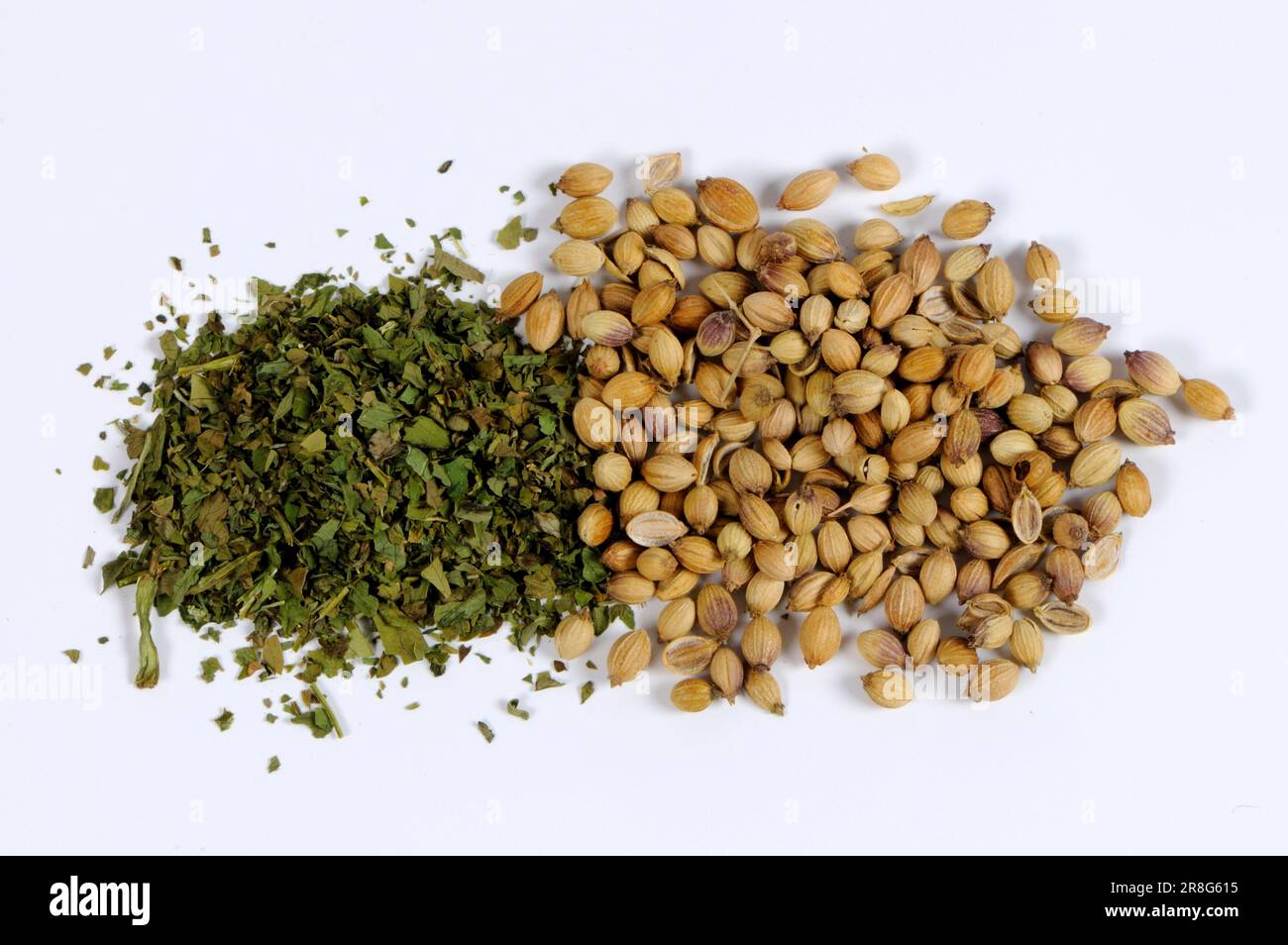 Coriander (Coriandrum sativum), seeds and dried leaves, coriander seeds Stock Photo - Alamy