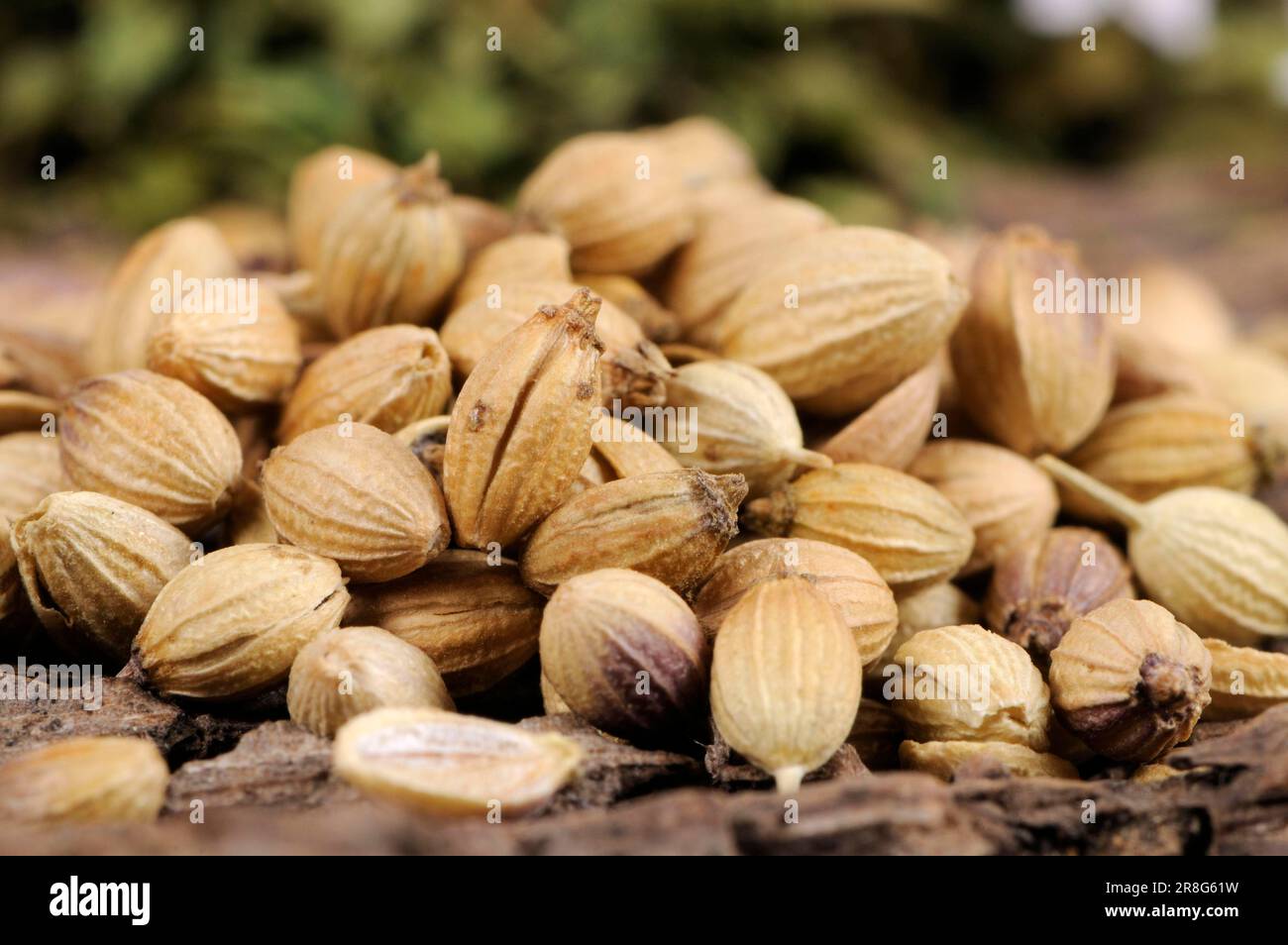 Corianderseeds (Coriandrum sativum Stock Photo - Alamy