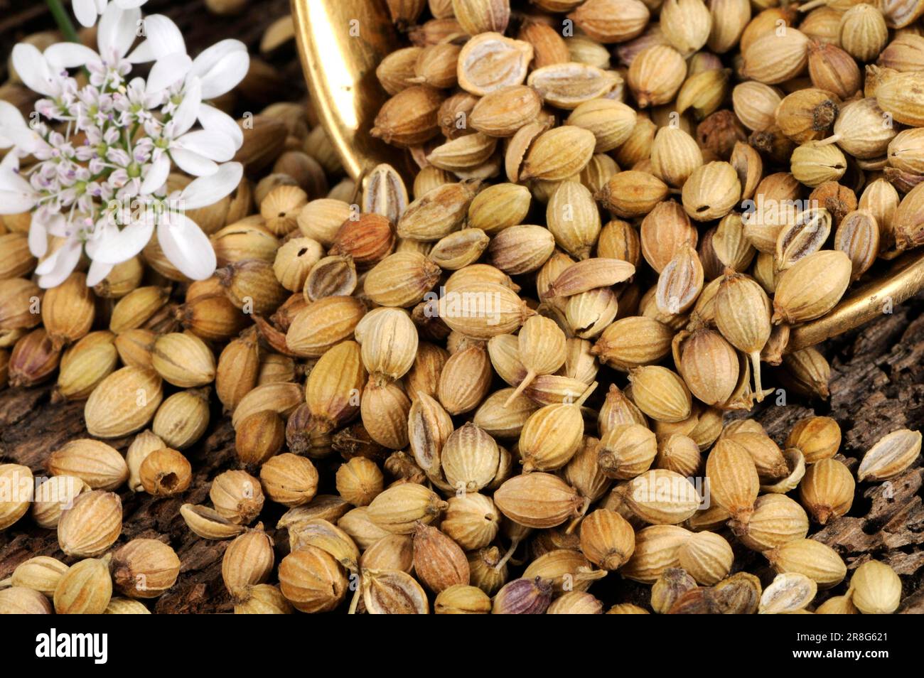 Corianderseeds (Coriandrum sativum Stock Photo - Alamy