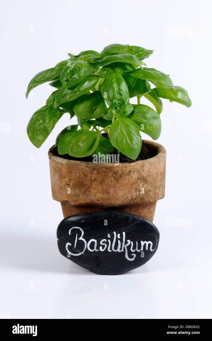 Fresh basil leaves flower hi-res stock photography and images - Alamy