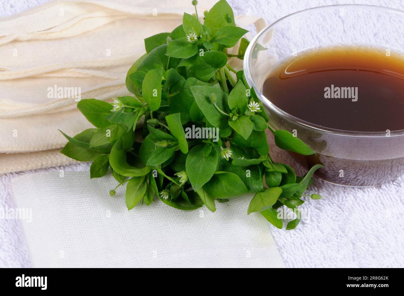 Chickweed tincture, for poultice and compress, common Common chickweed ...