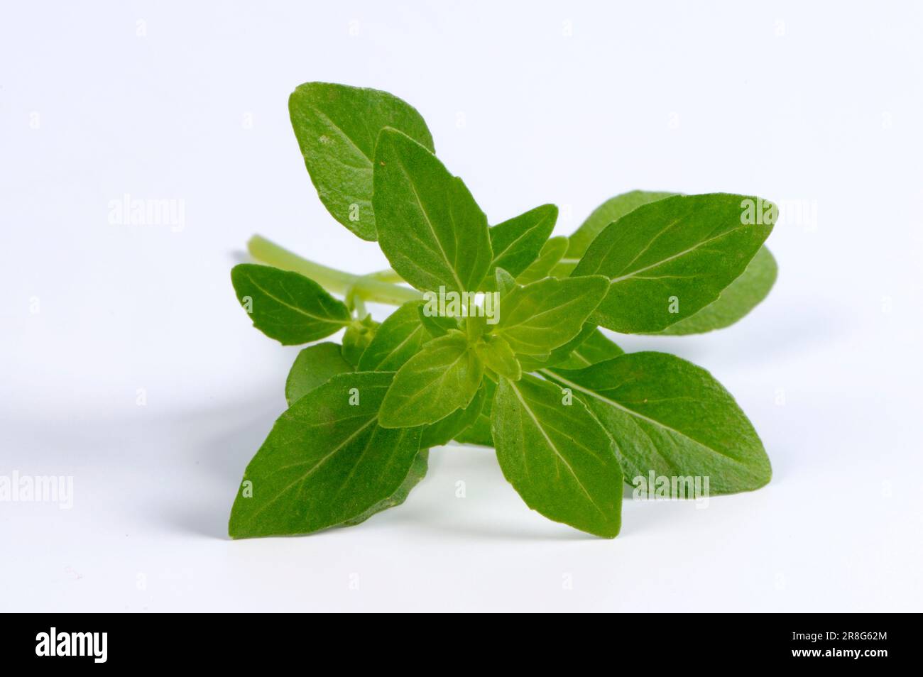 Basil (Ocimum basilicum) 'Balkonstar' (Balcony European Starling Stock ...