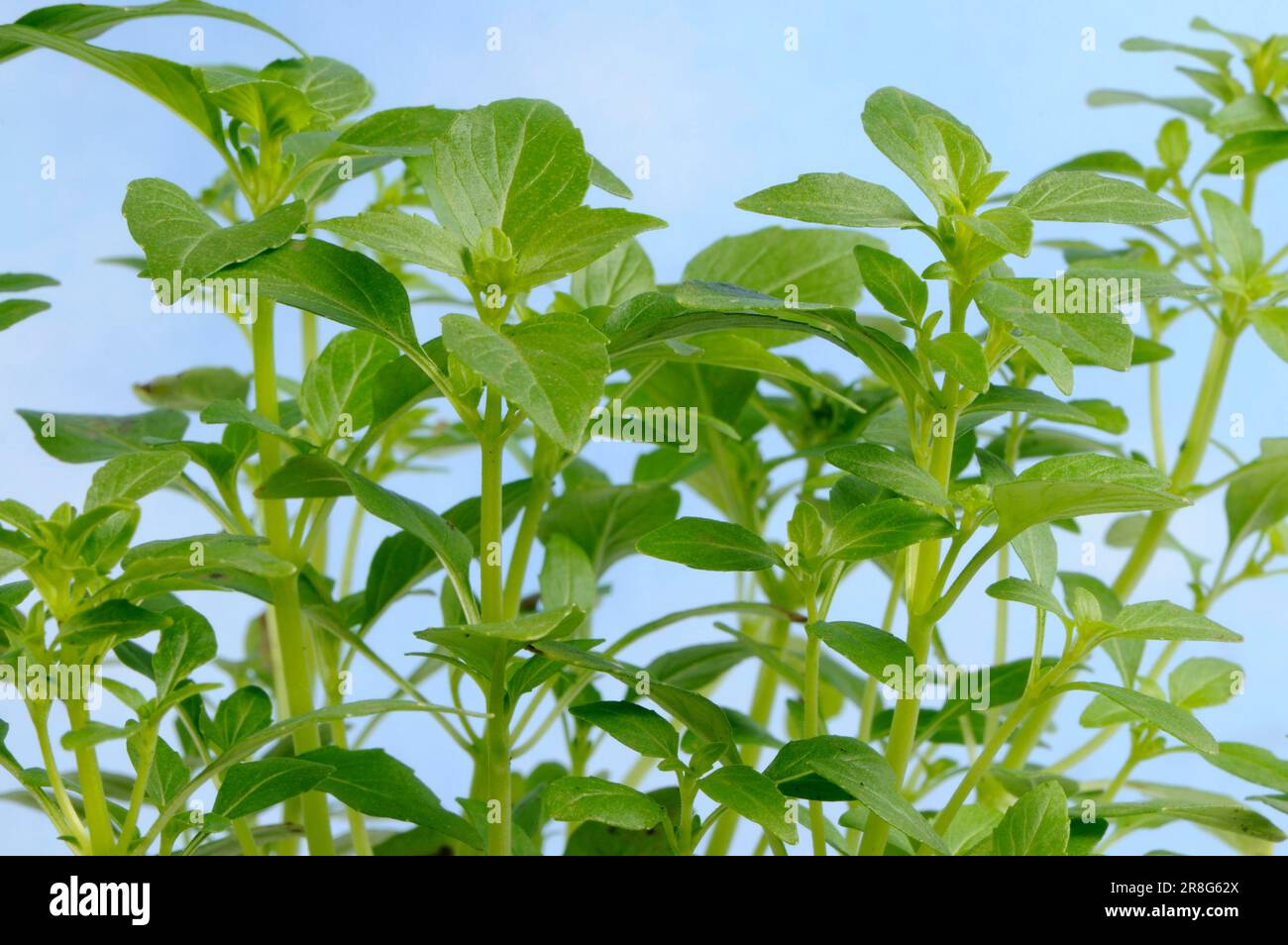 Basil (Ocimum basilicum) 'Balkonstar' (Balcony European Starling Stock ...