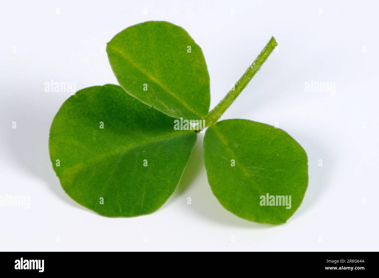 Fenugreek, leaf, Greek fenugreek (Trigonella foenum-graecum), Greek hay ...