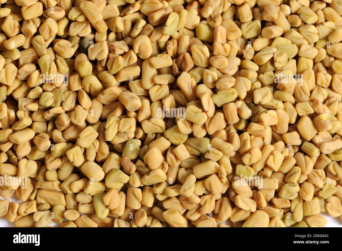 Fenugreek seed, Fenugreek seed, Greek fenugreek (Trigonella foenum ...