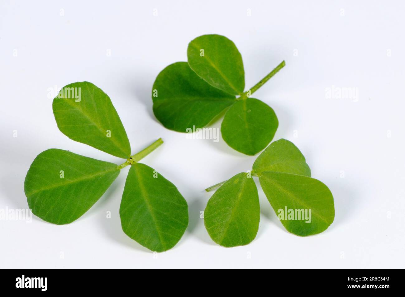 Fenugreek, leaves, Greek fenugreek (Trigonella foenum-graecum), Greek ...