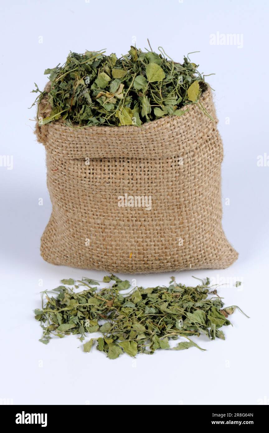 Fenugreek, dried leaves, Greek fenugreek (Trigonella foenum-graecum ...