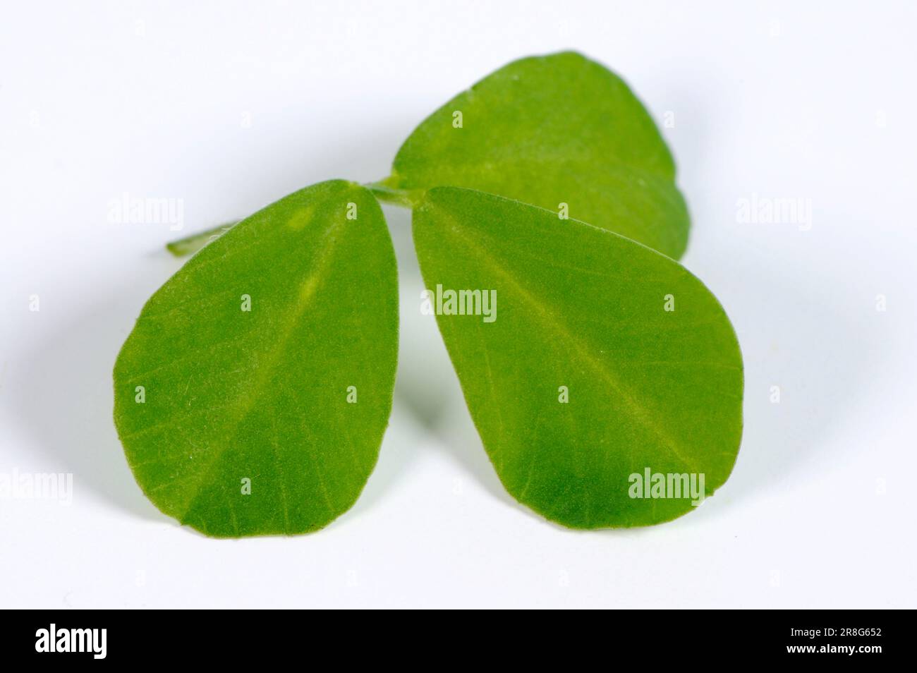 Fenugreek, leaf, Greek fenugreek (Trigonella foenum-graecum), Greek hay ...
