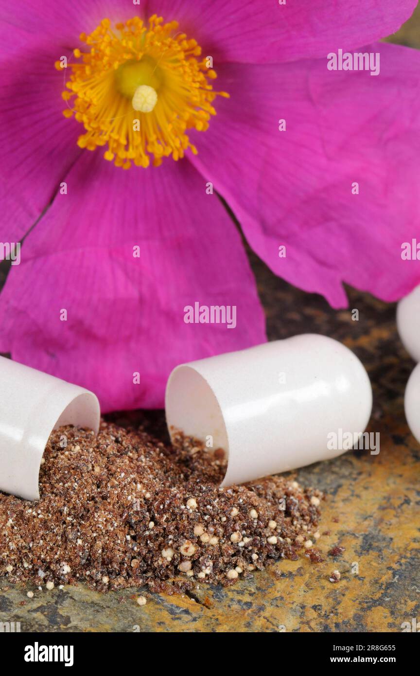 Grey-hair cistus, Cistus capsule (Cistus incanus tauricus), Cistus ...