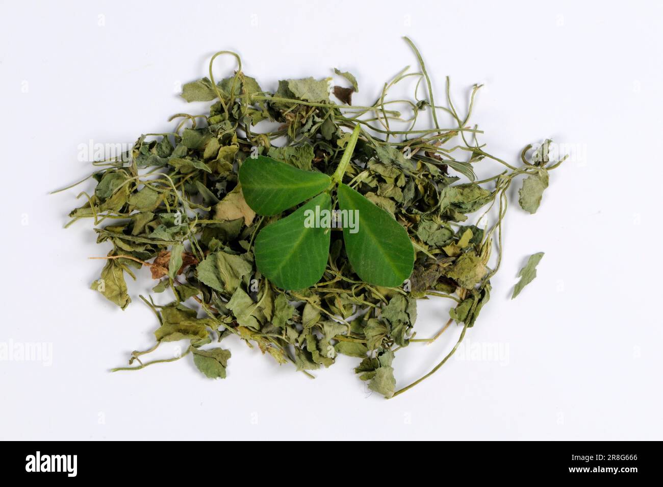 Fenugreek, dried leaves, Greek fenugreek (Trigonella foenum-graecum ...