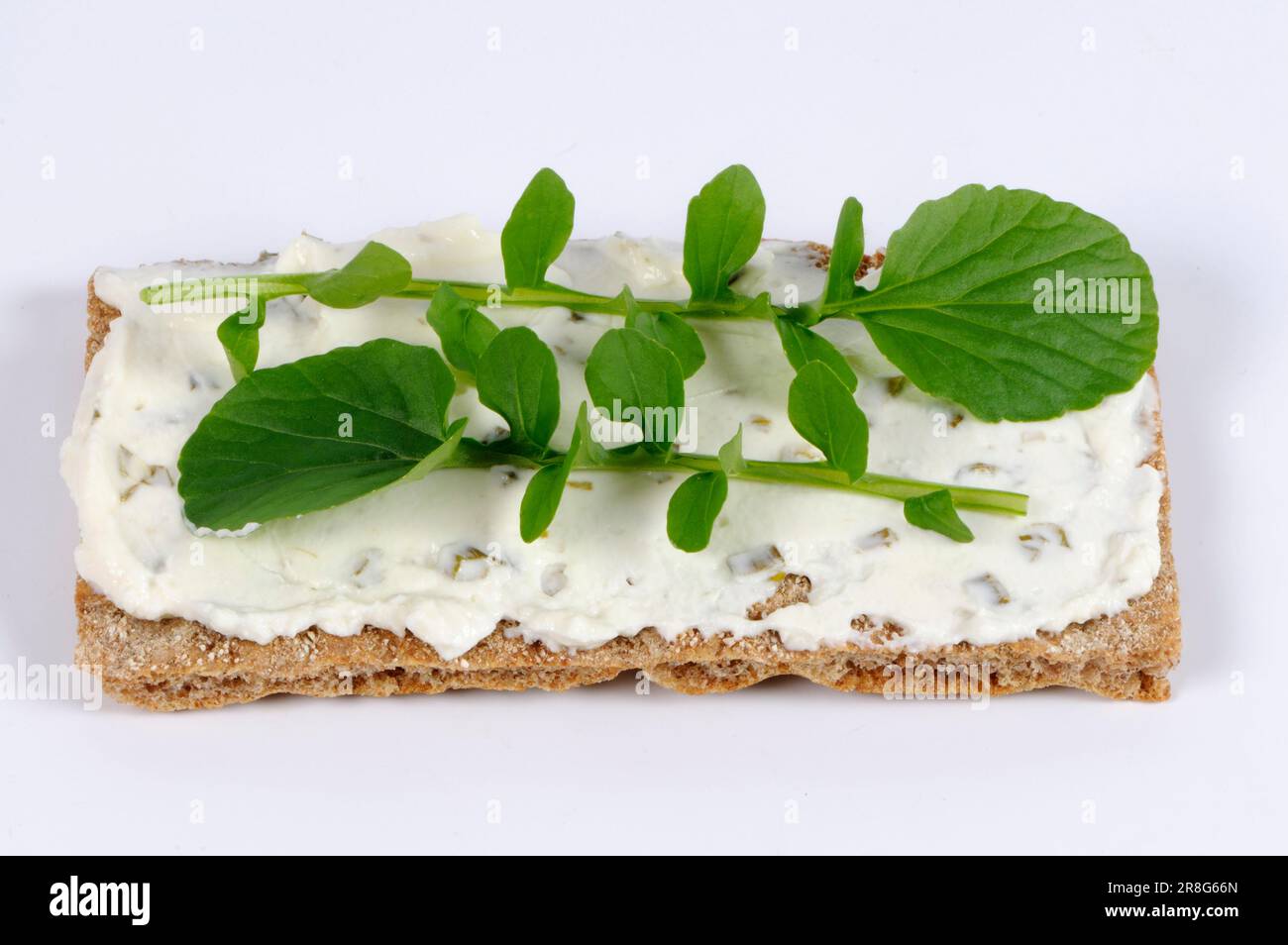 Winter cress on crispbread, crispbread, common barbara herb (Barbarea ...