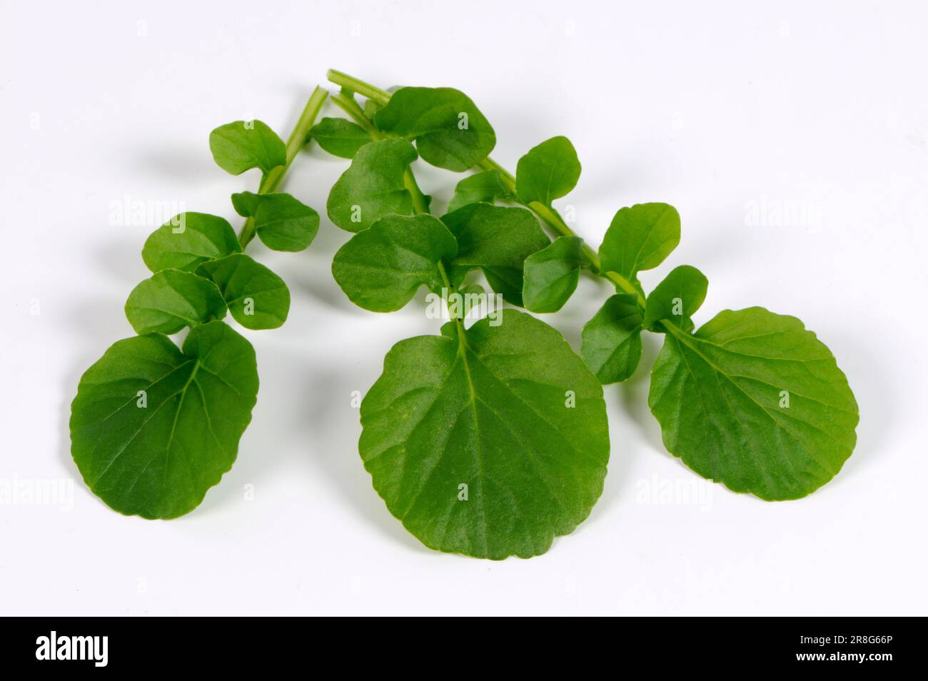 Winter cress, common barbara (Barbarea vulgaris), true barbara herb ...