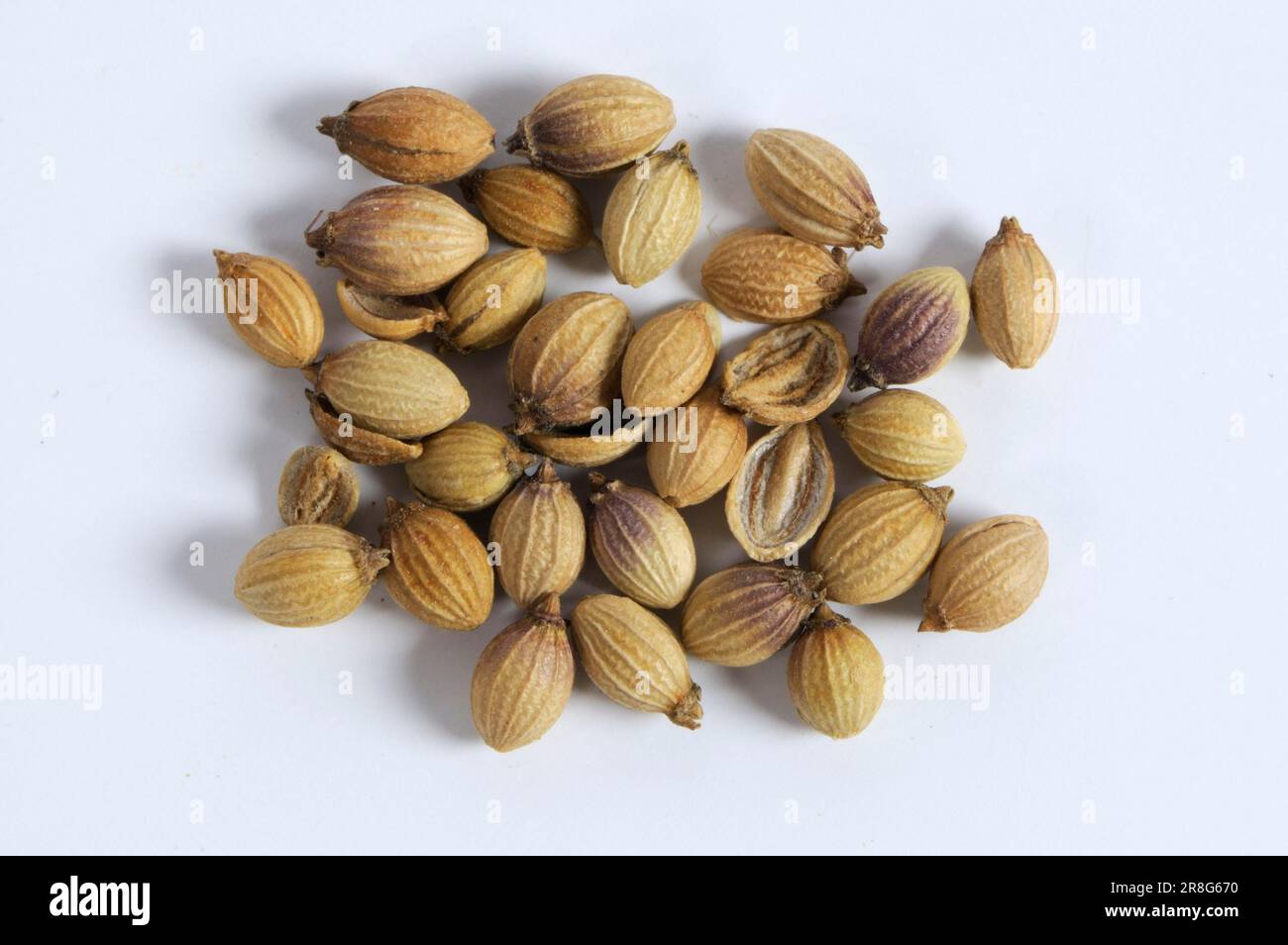 Corianderseeds (Coriandrum sativum Stock Photo - Alamy