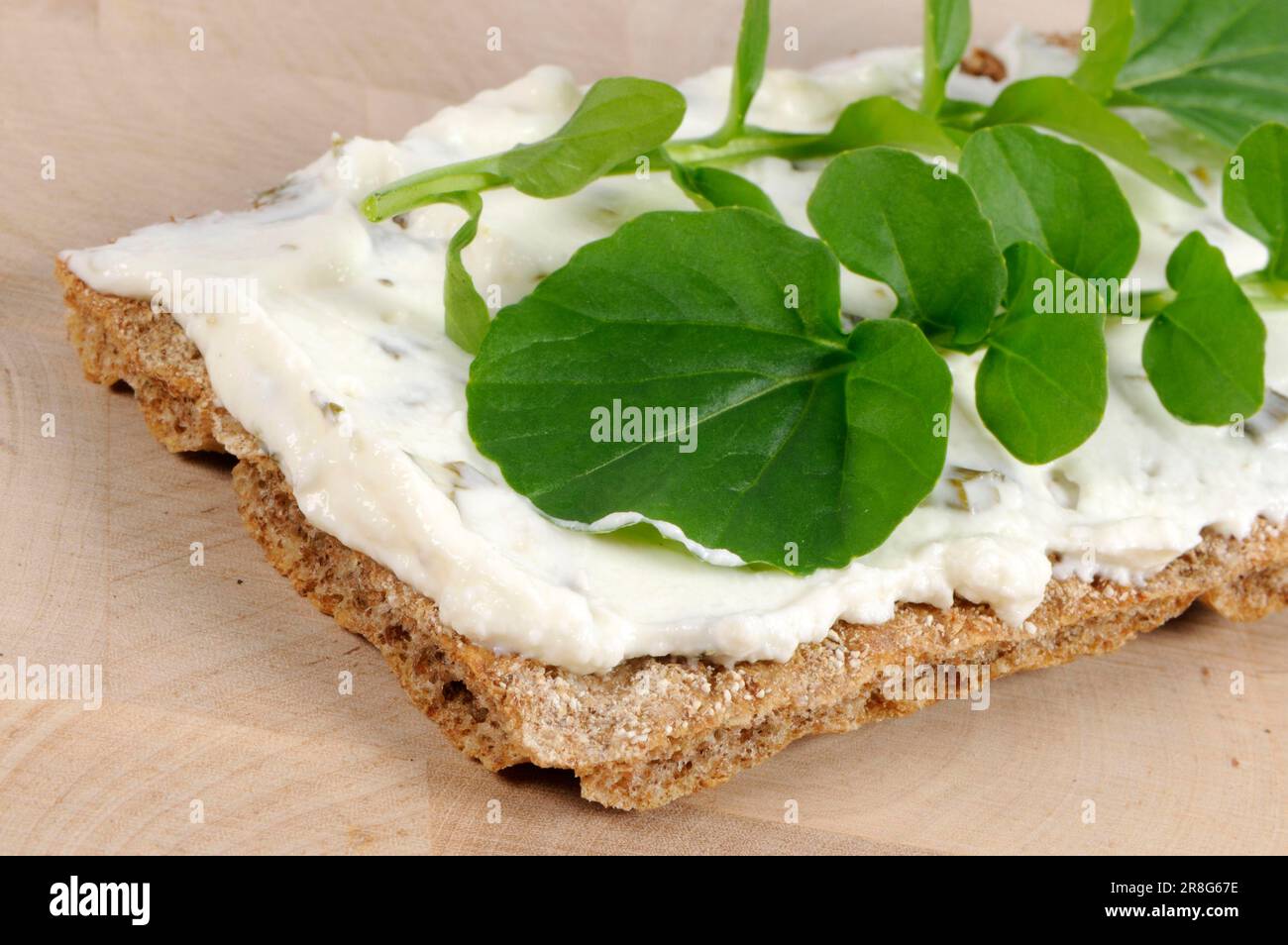 Winter cress on crispbread, crispbread, common barbara herb (Barbarea ...