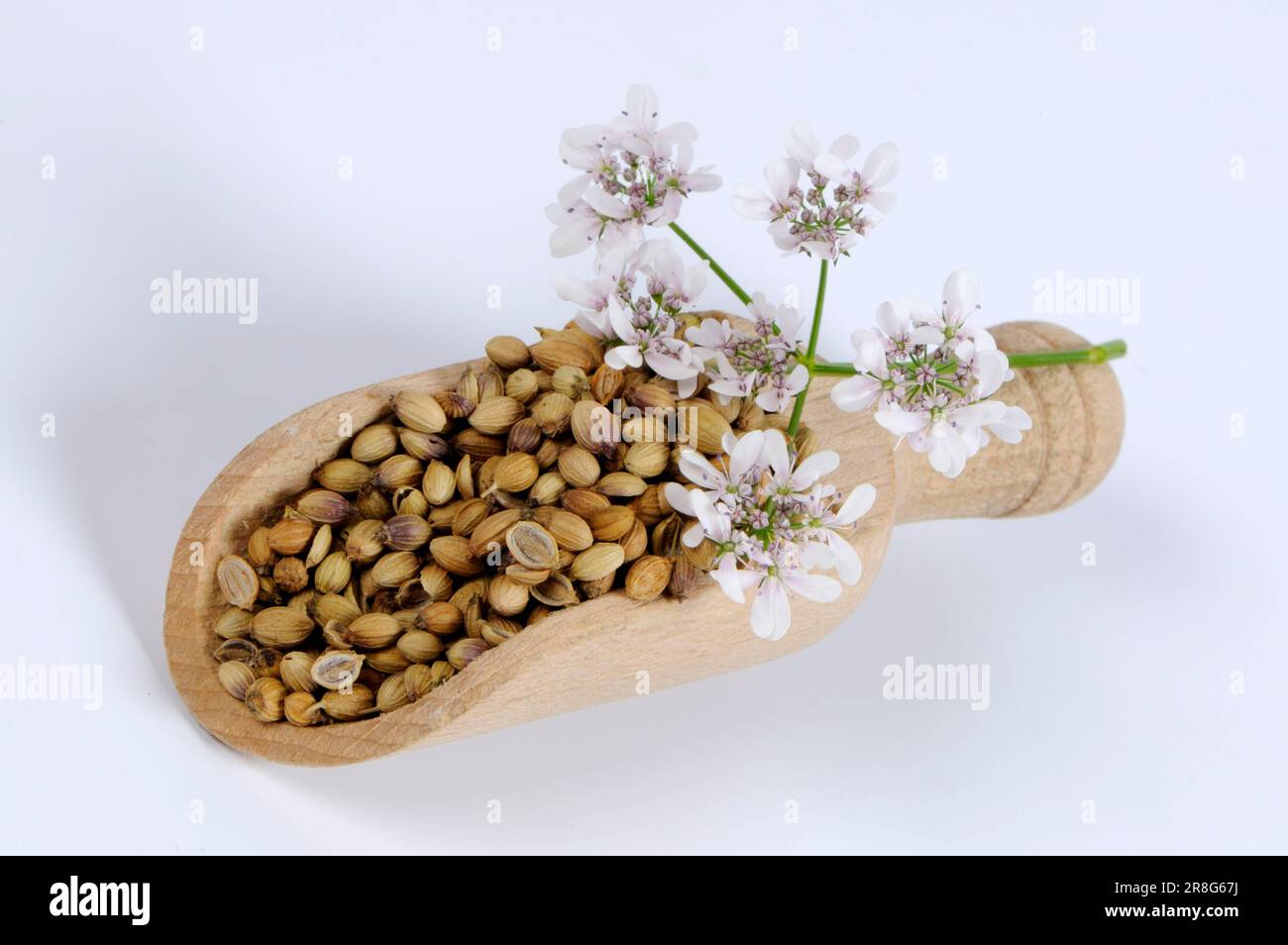 Corianderseeds (Coriandrum sativum Stock Photo - Alamy