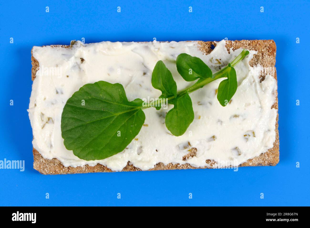 Winter cress on crispbread, crispbread, common barbara herb (Barbarea ...