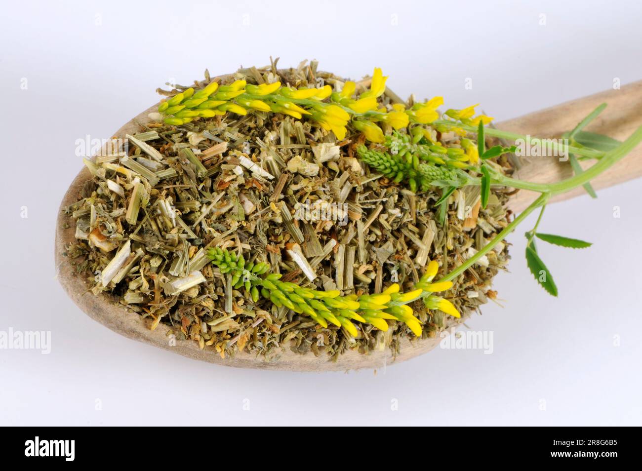 Yellow sweet clover (Melilotus officinalis), dried Stock Photo - Alamy