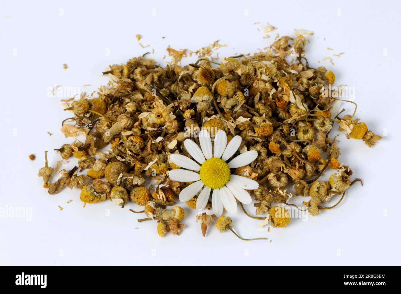 German chamomile (Matricaria chamomilla), dried, free-standing, object ...