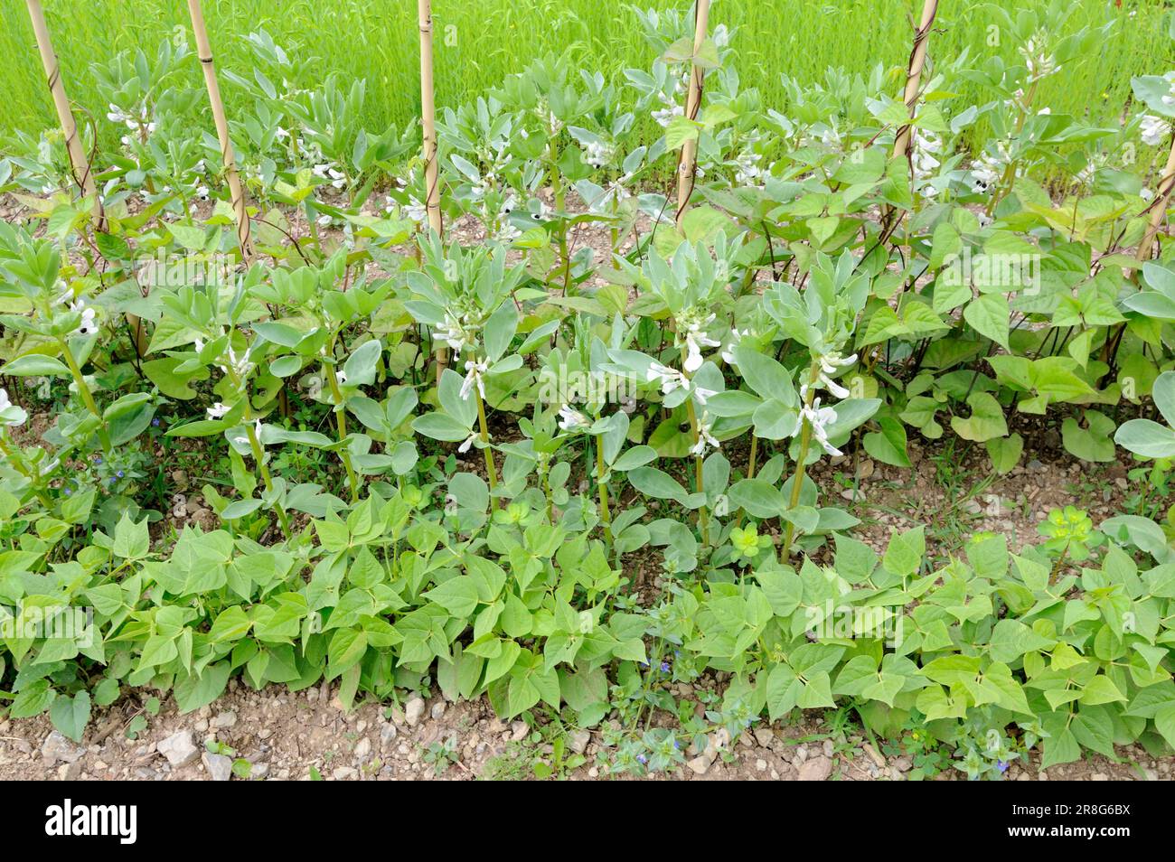 Broad beans and bush beans (Phaseolus vulgaris), broad bean, field bean ...