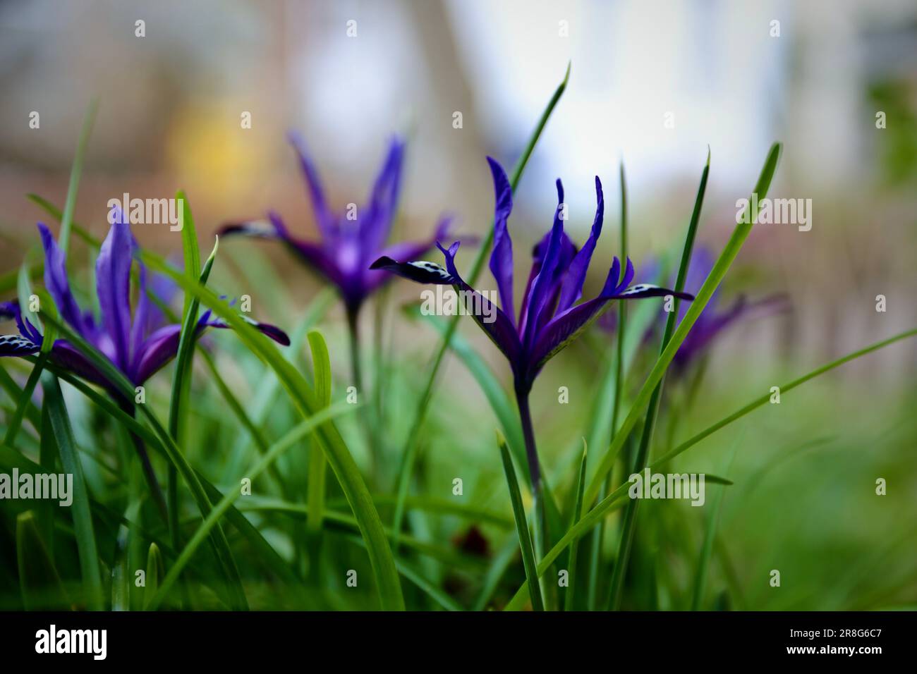 Iris reticulata Blue Note in full bloom in February, Oxford UK Stock ...