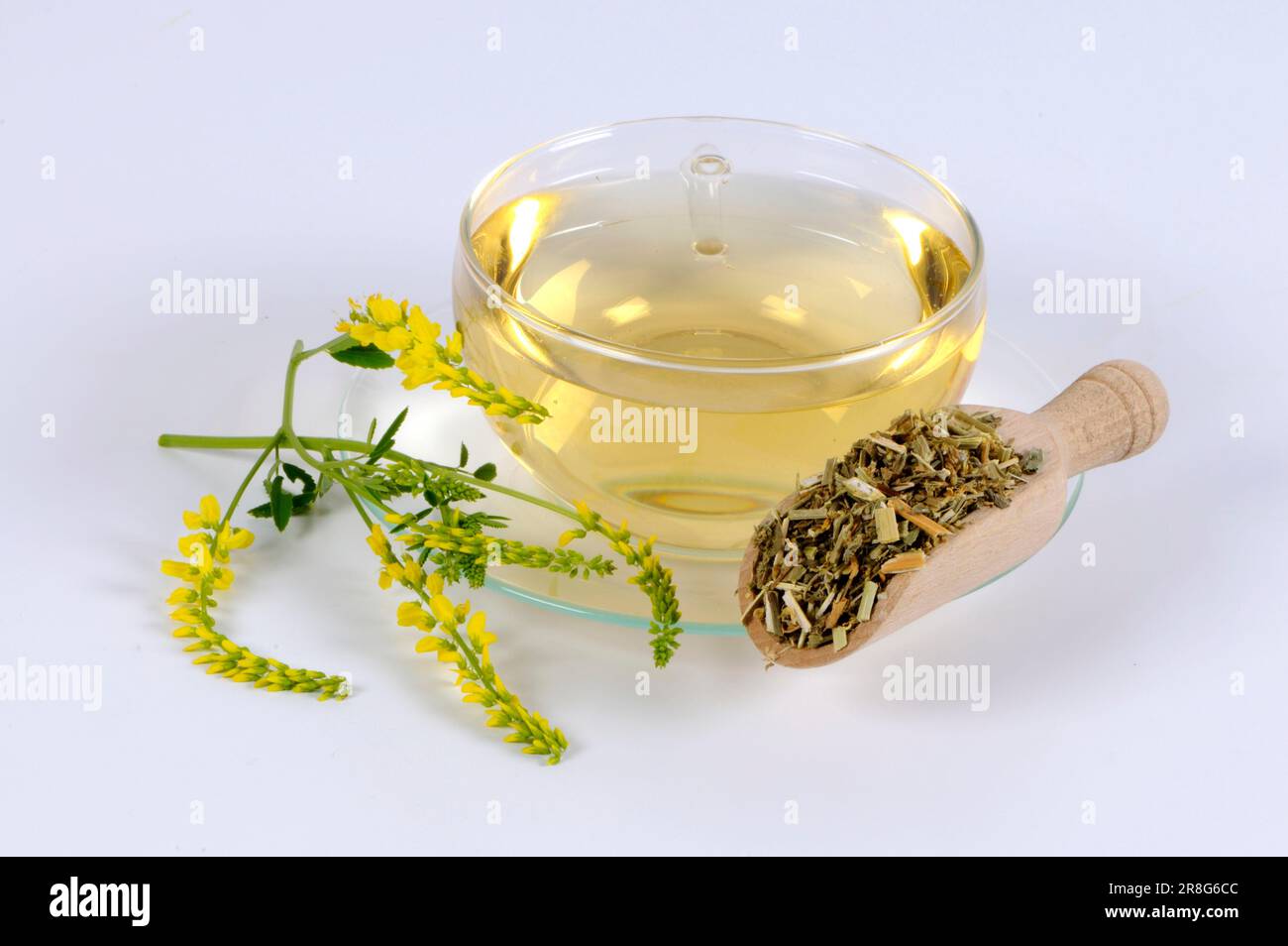 Cup of melilot tea, sweet clover (Melilotus officinalis Stock Photo - Alamy
