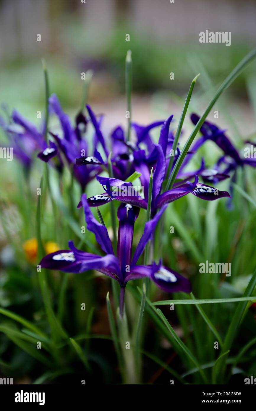 Iris reticulata Blue Note in full bloom in February, Oxford UK Stock ...