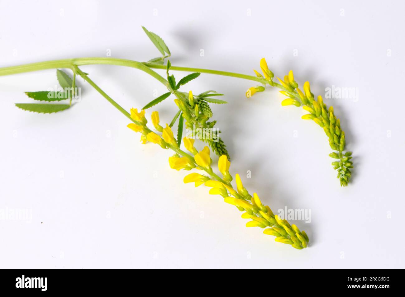Yellow Sweet Clover (Melilotus officinalis Stock Photo - Alamy