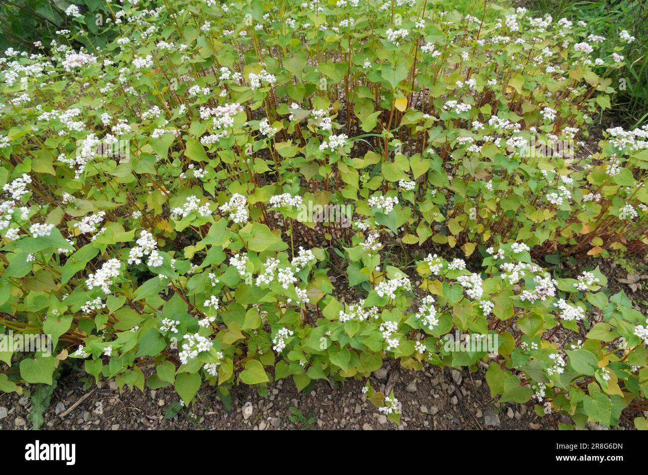 Common buckwheat (Fagopyrum esculentum Stock Photo - Alamy