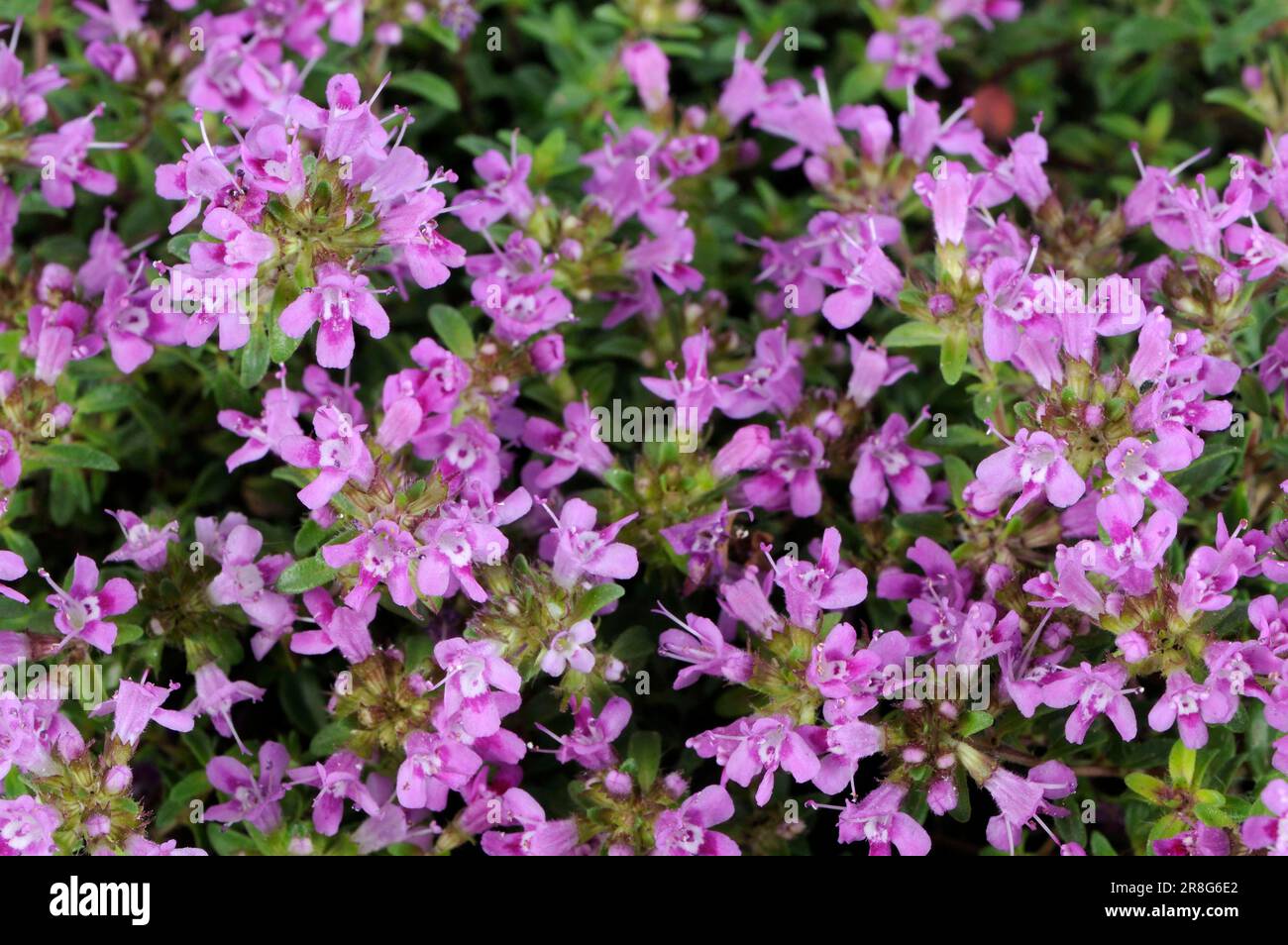 Thyme 'Crepping Red' (Thymus praecox Stock Photo - Alamy