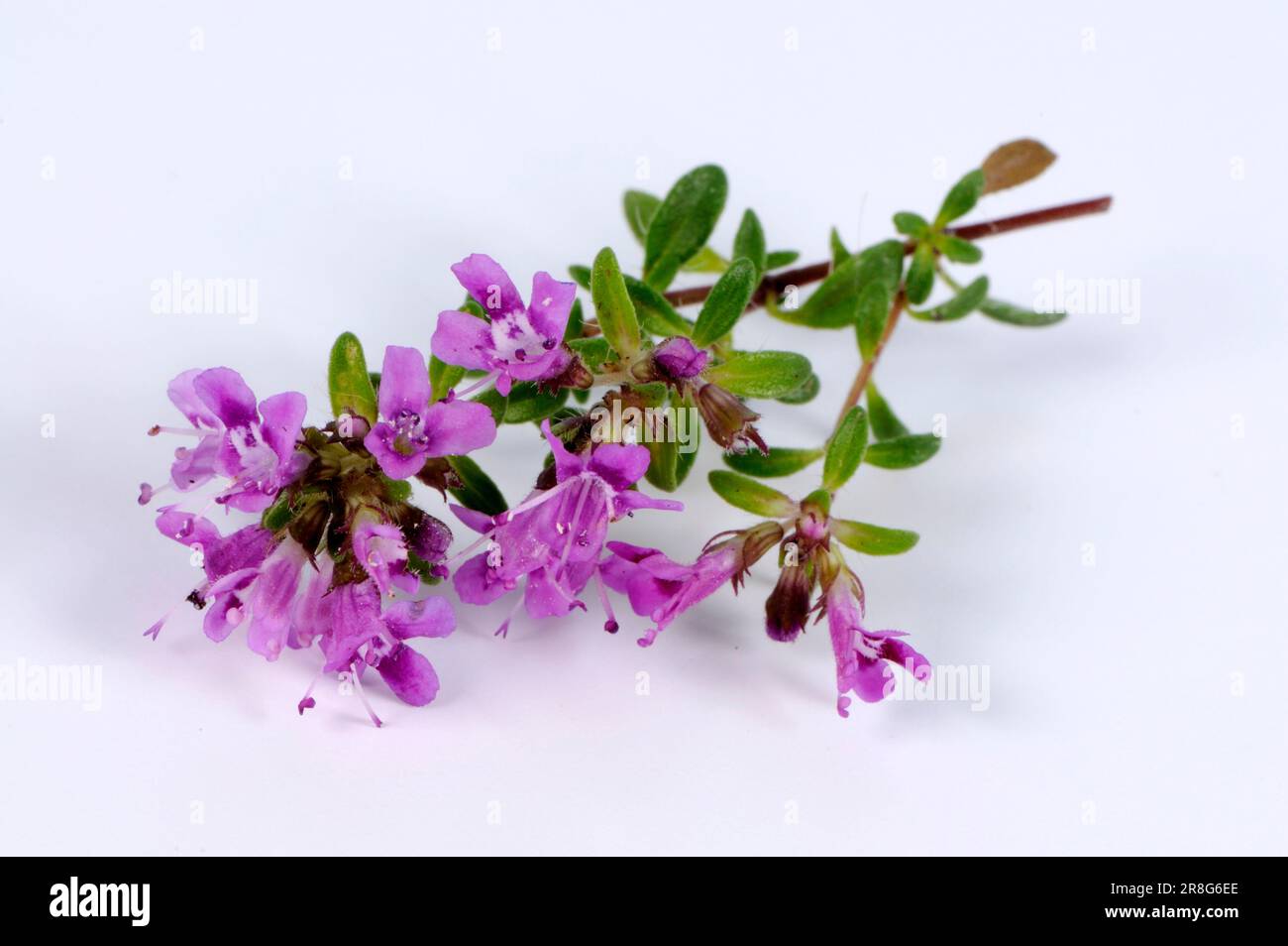 Thyme 'Crepping Red' (Thymus praecox Stock Photo - Alamy