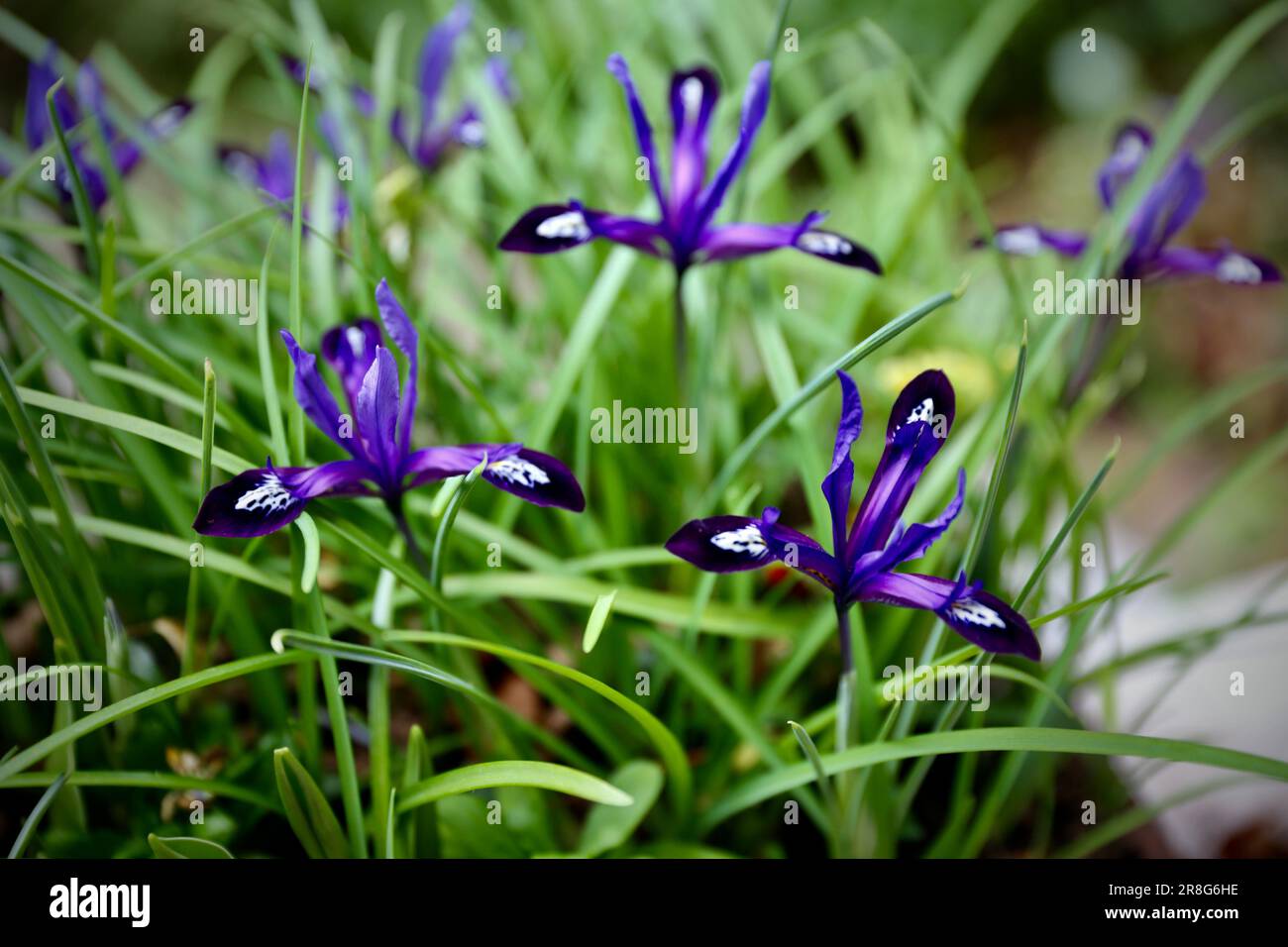 Iris reticulata Blue Note in full bloom in February, Oxford UK Stock ...